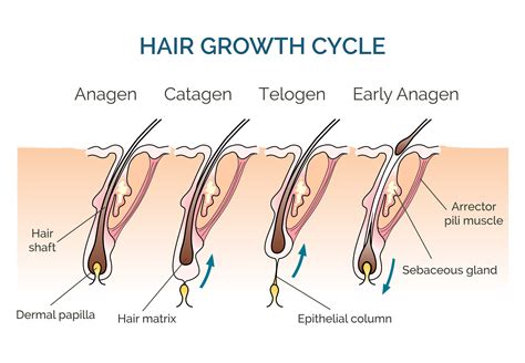 Laser Hair Removal Why The Type Of Laser Matters — Rejuve Medspa