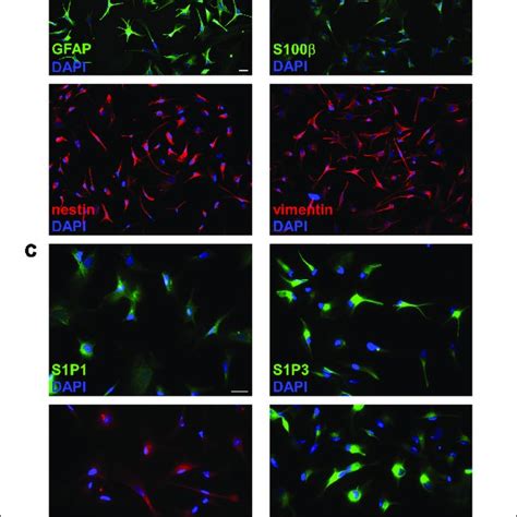 Characterization Of Ipsc Derived Astrocytes A Phase Contrast