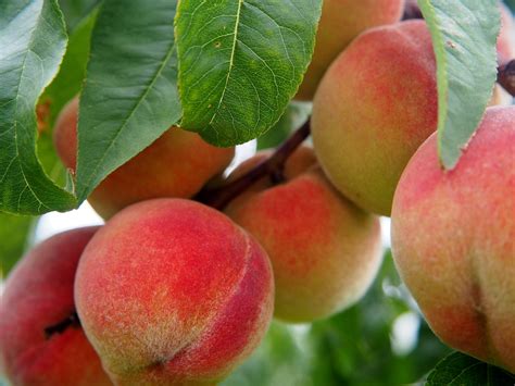Más De 80 000 Imágenes Gratis De Durazno Animado Y Durazno Pixabay