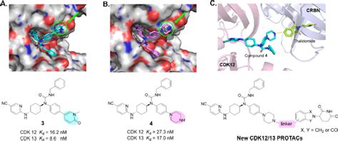 Design Of Cdk12 13 Protacs Based On Cereblon Ligands Docking Models Of