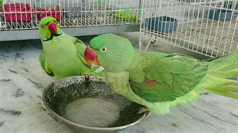 Parrots Taking Bath Youtube