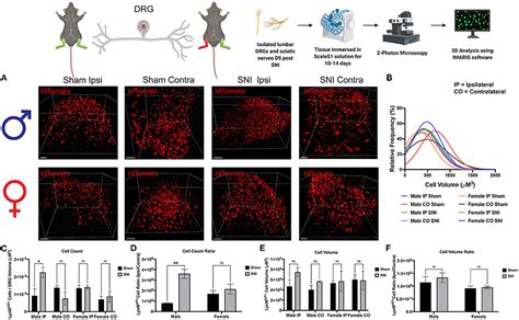 frontiers use of integrated optical clearing and 2 photon imaging to