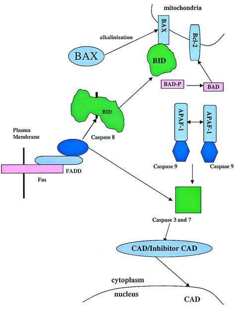 Bax Induced Apoptotic Cell Death Pnas