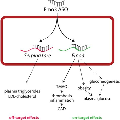 Genetic Deficiency Of Flavin Containing Monooxygenase 3 Fmo3 Protects