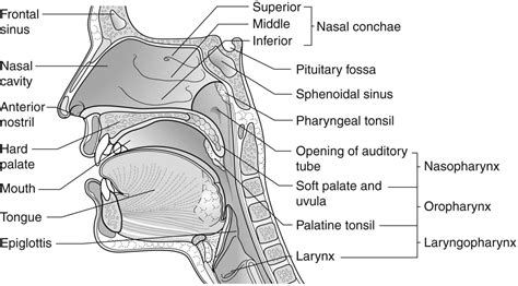 Ear Nose Throat Diagram Anatomy Throat Ear Nose Nasopharynge