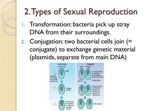 Ppt 2 Eubacteria Powerpoint Presentation Id 6498014