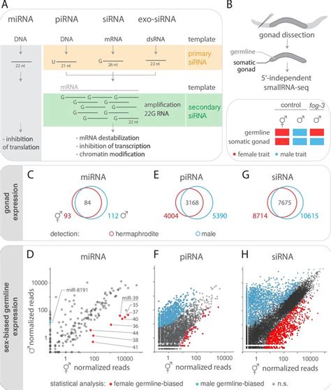 Tissue And Sex Specific Small Rna Profiling A Small Rna Types In C