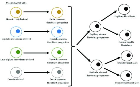Fibroblast Development Lineages Representing The Development From