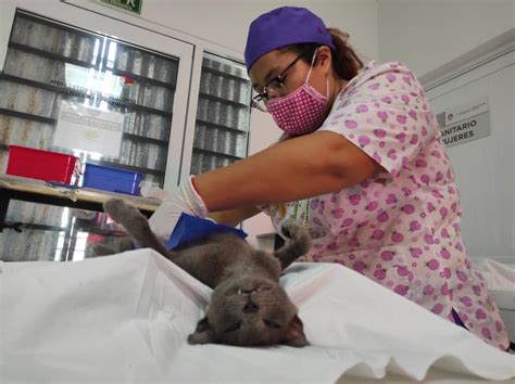 Arranca En Bj MaratÓnica CampaÑa Gratuita De EsterilizaciÓn Canina Y Felina