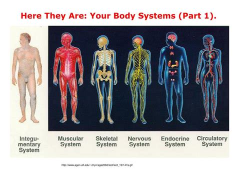 Ppt Human Body Systems Technology Project Powerpoint Presentation