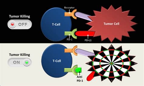 understating the molecular underpinning of immunotherapies