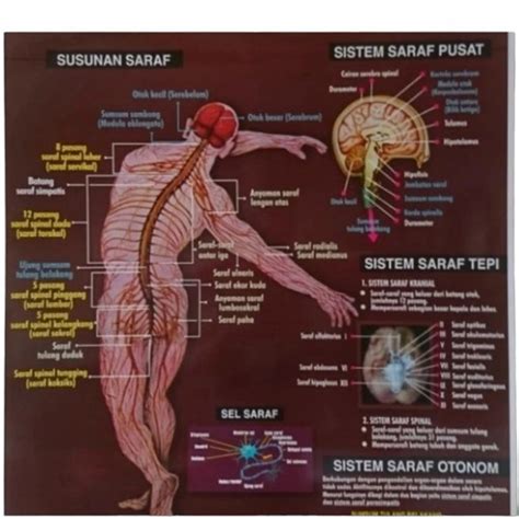 Jual Gambar Sistem Syaraf Manusia Jakarta Timur Amanahkushopp