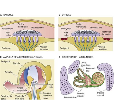 Ear Vestibule And Semicircular Canals
