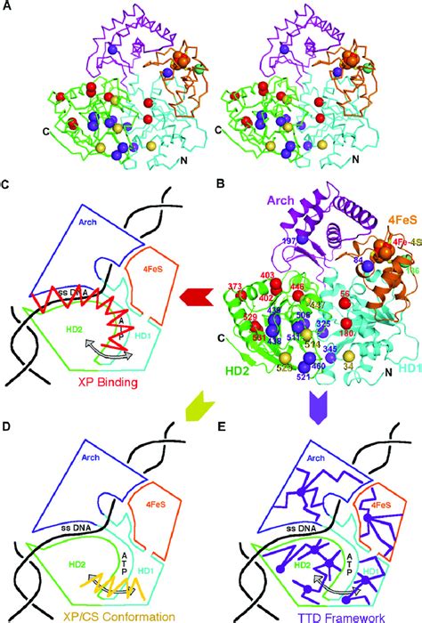 Structural Placement Of Xpdcc Disease Causing Mutations Mapping The