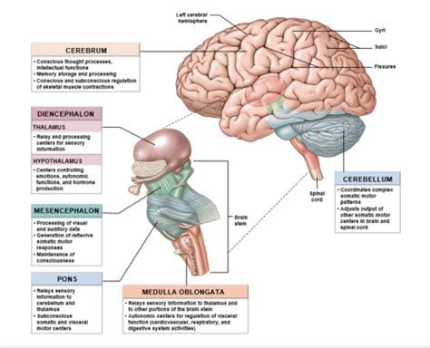 Chapter 16 The Brain Flashcards Quizlet