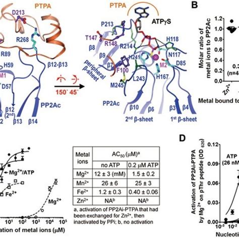 Structure Of The Pp2a Ptpa Atpγs Complex A Overall Structure Of The