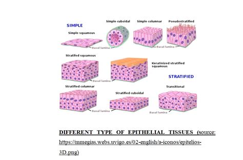 Types Of Epithelial Tissue Characteristics Functions And Examples