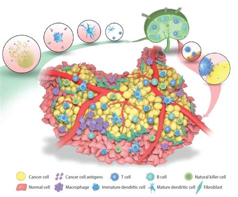 Annual Reviews Of Immunology：北京大学张泽民综述单细胞技术在肿瘤微环境、免疫治疗领域的进展和应用 Medsci Cn