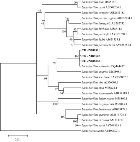 Phylogenetic Tree Based On 16s Rrna Gene Sequence Analysis Depicting