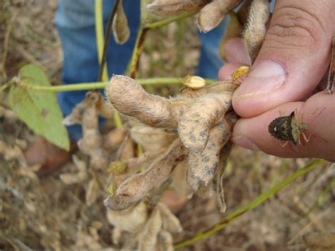 Management Of Stink Bugs In Soybeans Revista Cultivar