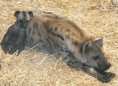sex and the spotted hyena center for science