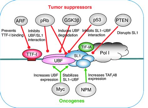 Oncogene Products And Tumor Suppressors Control Pol I Transcription