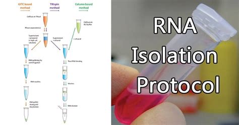 Rna Isolation Protocol