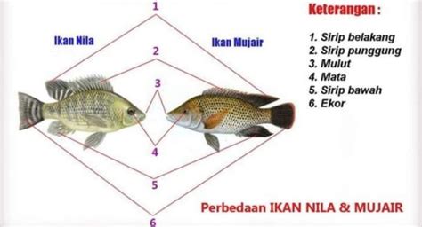Perbedaan Fisik Ikan Nila Dan Ikan Mujair Dilihat Kasat Mata
