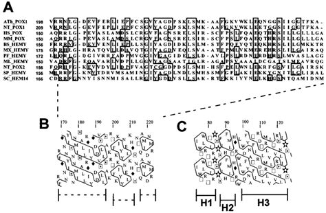 A Sequence Alignment Of The Putative Membrane Anchoring Domain In
