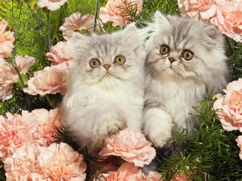 Котята разных пород 65 фото Фотографии милых котят разных пород