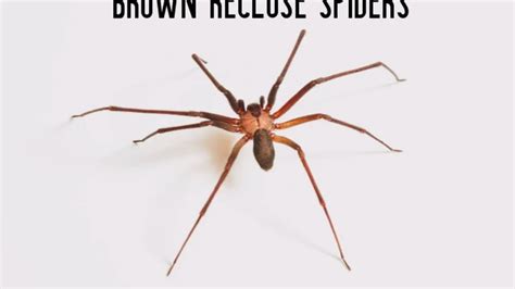 Brown Recluse Spider Identification