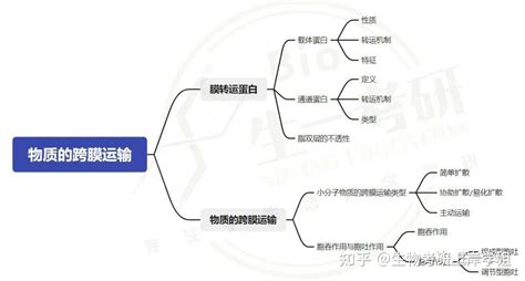 细胞生物学考研 思维导图带背之 物质的跨膜运输 知乎