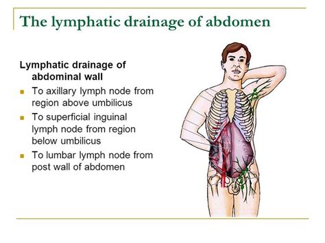Pin On Lymphatic Drainage Massage