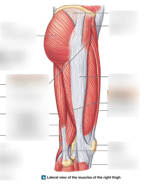 Lateral View Thigh Muscles Diagram Quizlet