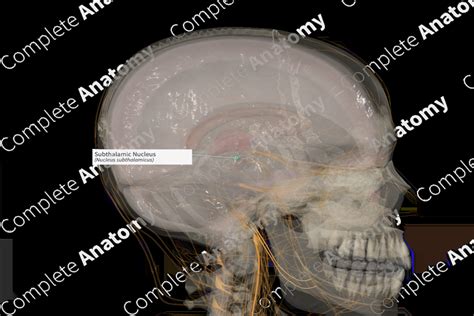 Subthalamic Nucleus Right Complete Anatomy