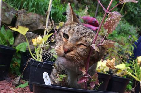 30 hilarious cats high on catnip barnorama
