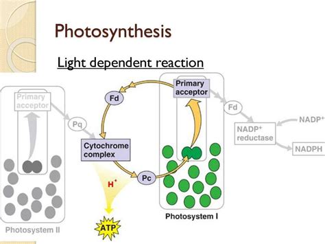 The Essential Guide To Understanding The Light Dependent Reaction Diagram