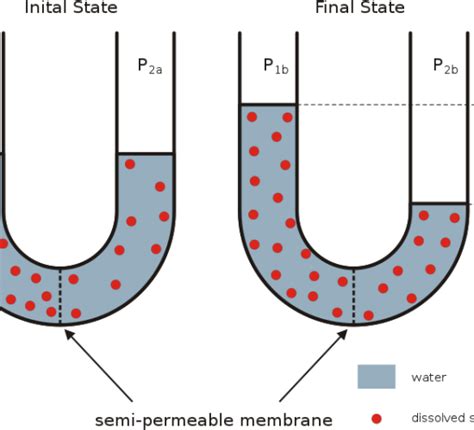 Difference Between Osmolarity And Osmolality Definition Explanation