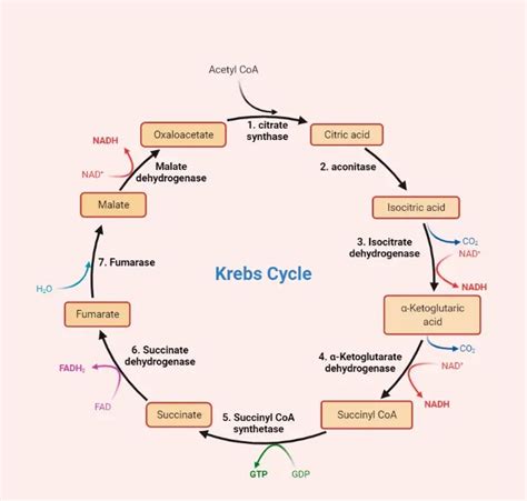 Krebs Cycle Steps And Products • Microbe Online
