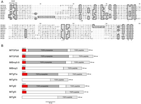A Predicted Amino Acid Sequences Of The Tgf β Peptide Domain And