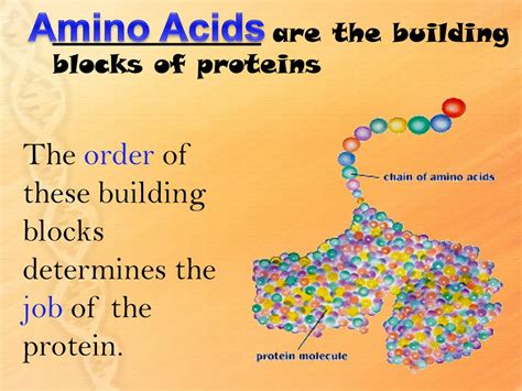 Macromolecule Building Block Job In The Body Ppt Download