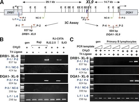 Long Range Chromatin Interactions Form Between Xl9 And The Proximal