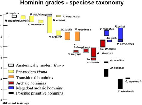 Hominin Evolution