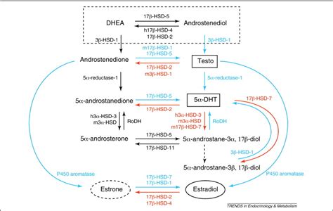 Sex Hormone Metabolism In Lung Development And Maturation Trends In