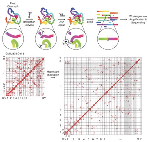 Single Cell Genomics