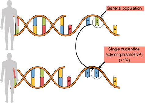 Single Nucleotide Polymorphism Snp Genotyping Market Analysis