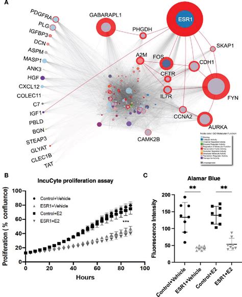 Estrogen Receptor 1 Inhibition Of Wnt β Catenin Signaling Contributes