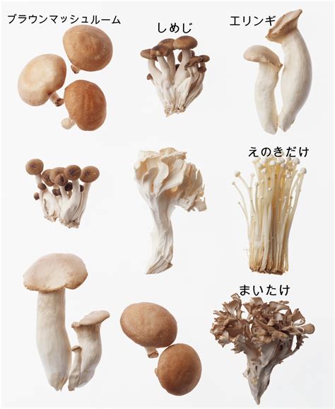きのこは植物？｜千防保育所（公式ホームページ）