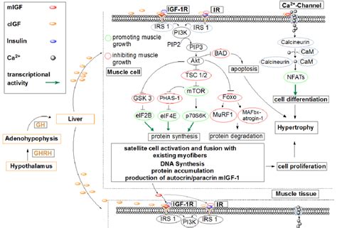 Igf 1 And Insulin Induced Muscle Hypertrophy Involving Igf 1 Receptor