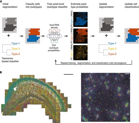joint cell segmentation and cell type annotation for spatial